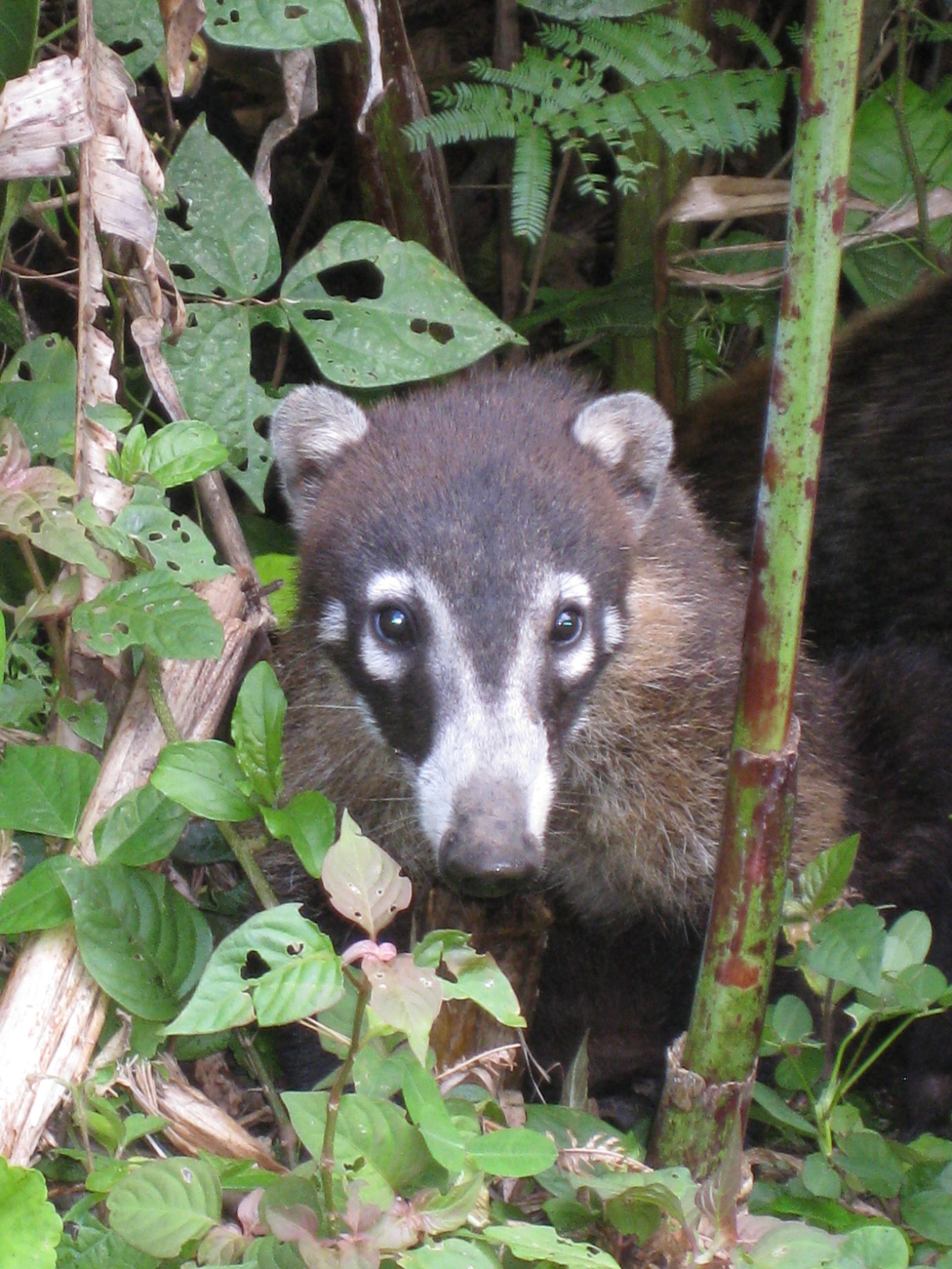 Panama in B&B - Vámonos Travels