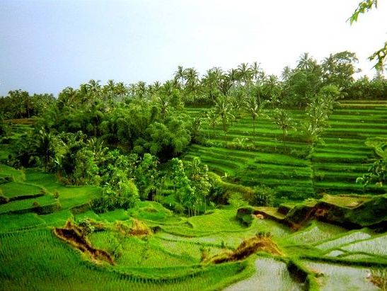 Tetebatu Trekking & Village Tour - Vámonos Travels