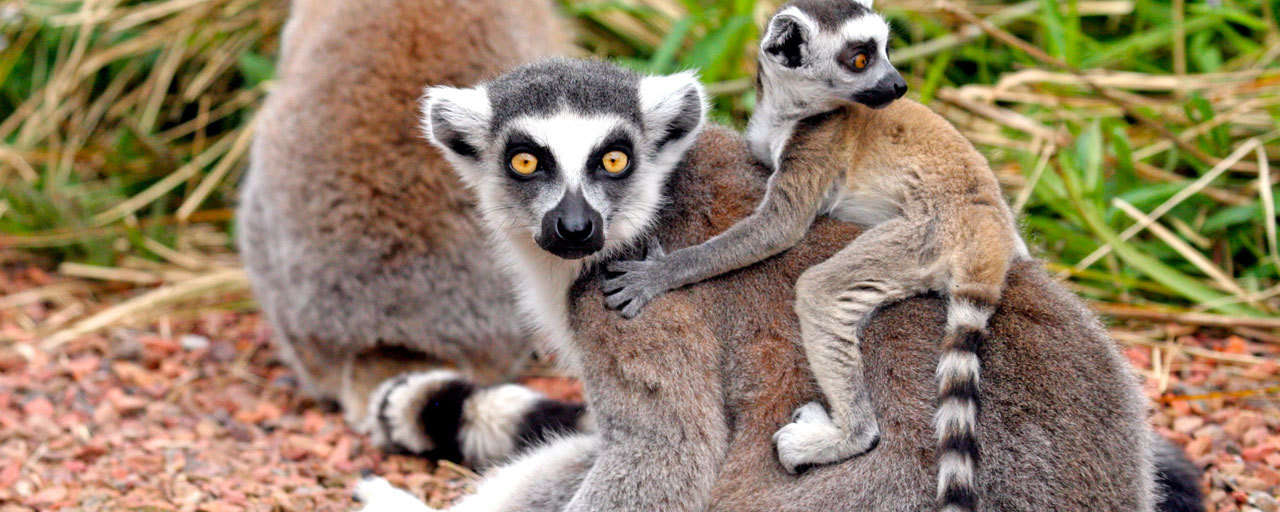 De maki's van Madagaskar - Vámonos Travels